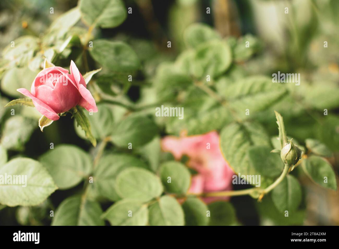 The rose blooms in the morning sun in the beautiful garden Beautiful ...