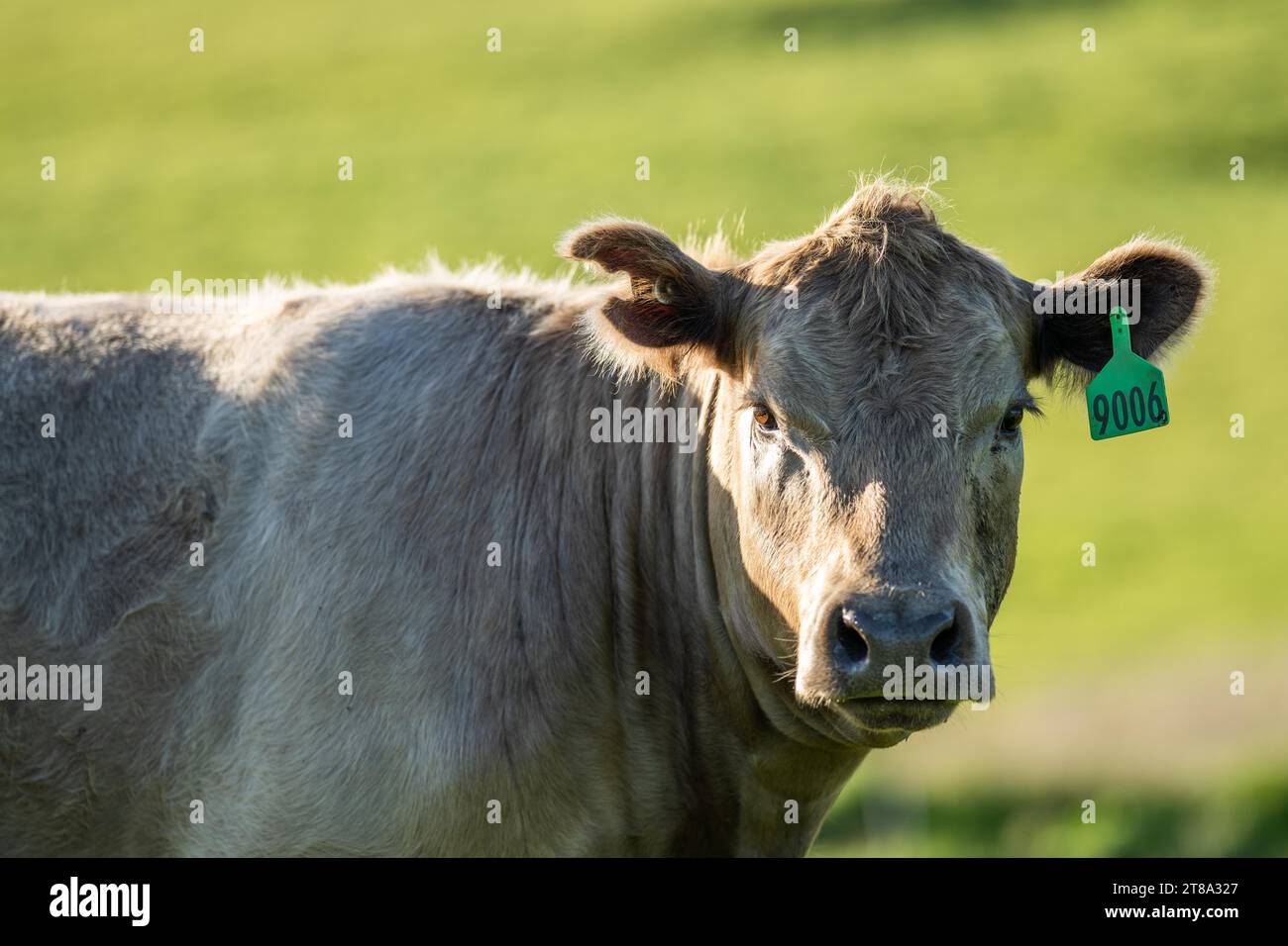 australian farming landscape in springtime with angus and murray grey ...
