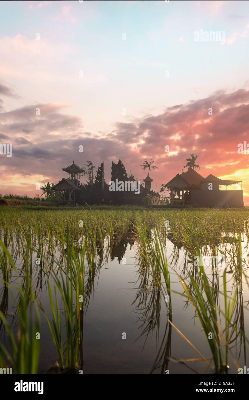 fresh rice terraces with water in the morning. View over fish green to ...
