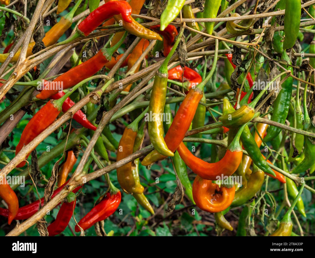 Close-up of chili peppers growing on twigs in their natural state ...