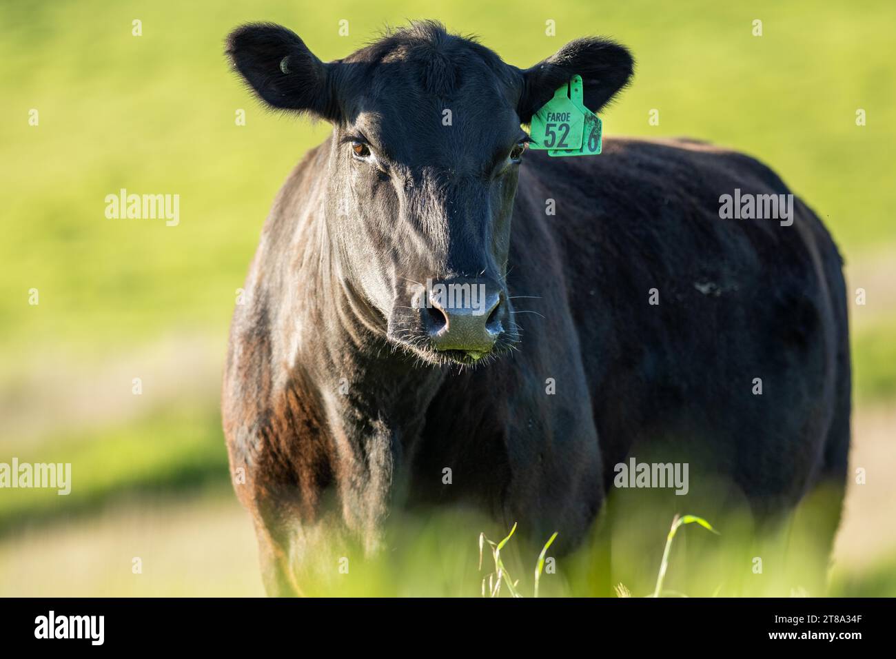 australian farming landscape in springtime with angus and murray grey ...