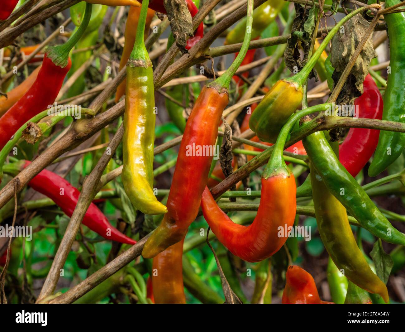 Close-up of chili peppers growing on twigs in their natural state ...