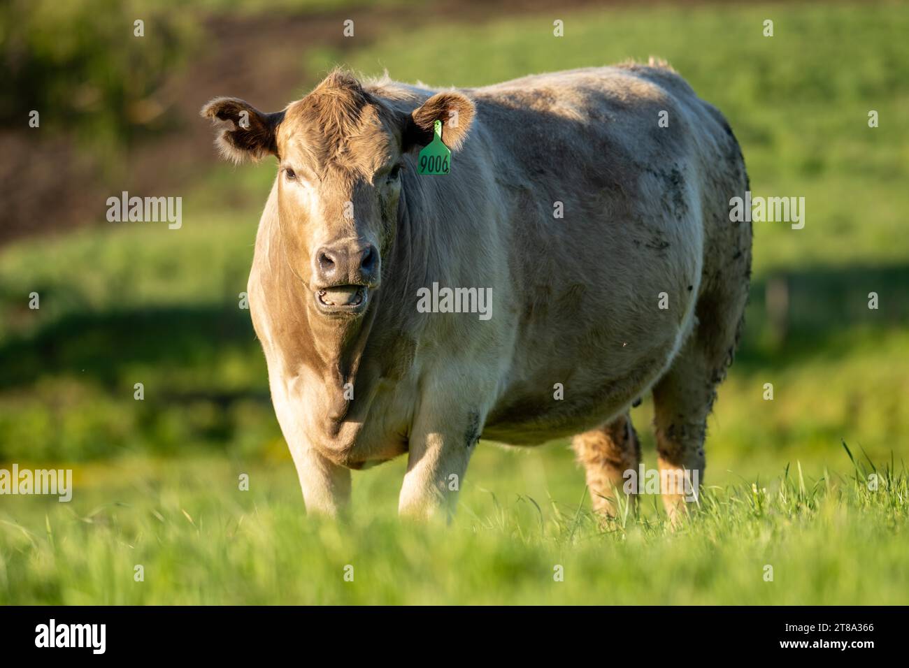 Cows cropping grass hi-res stock photography and images - Alamy