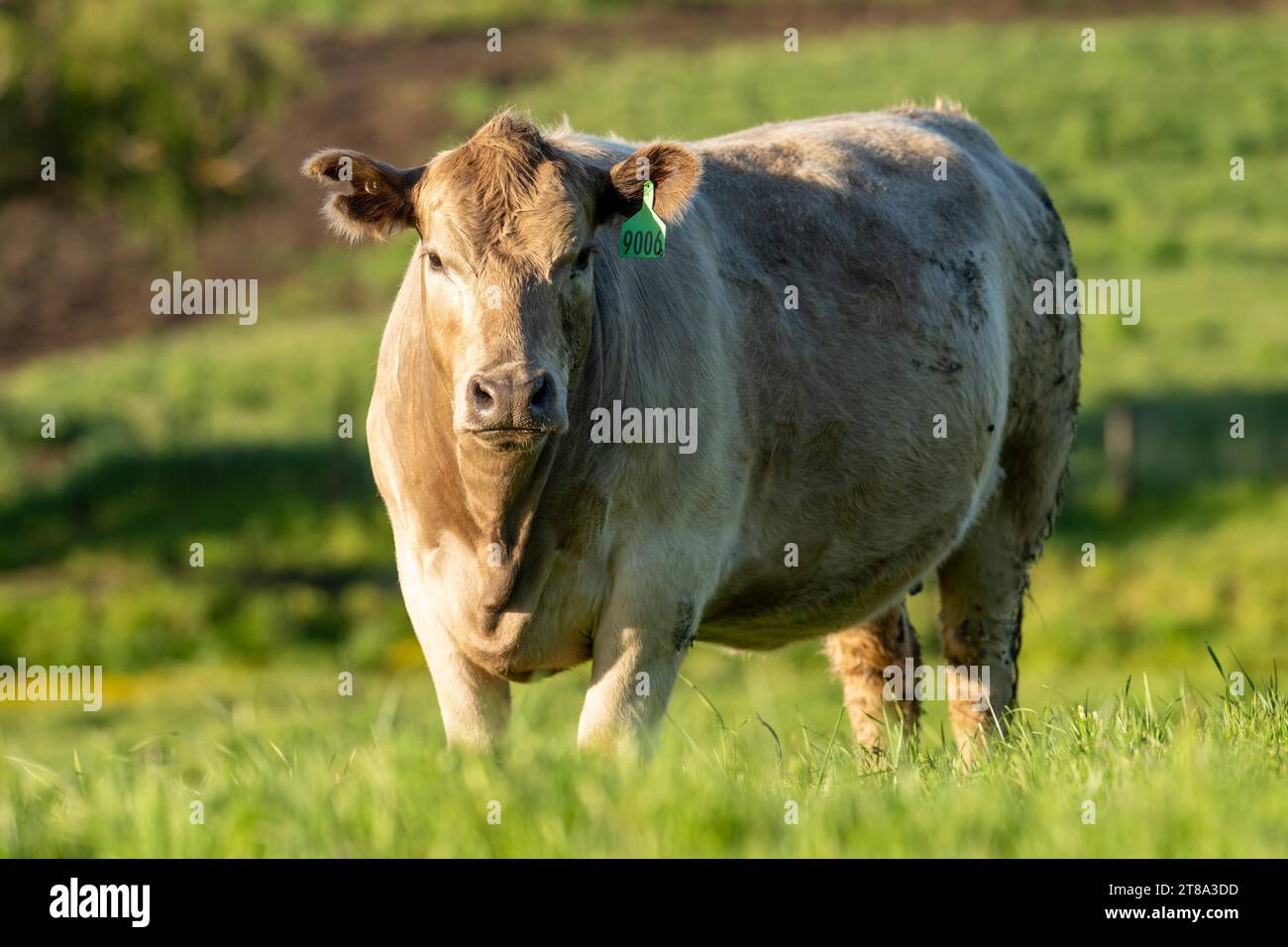 australian farming landscape in springtime with angus and murray grey ...
