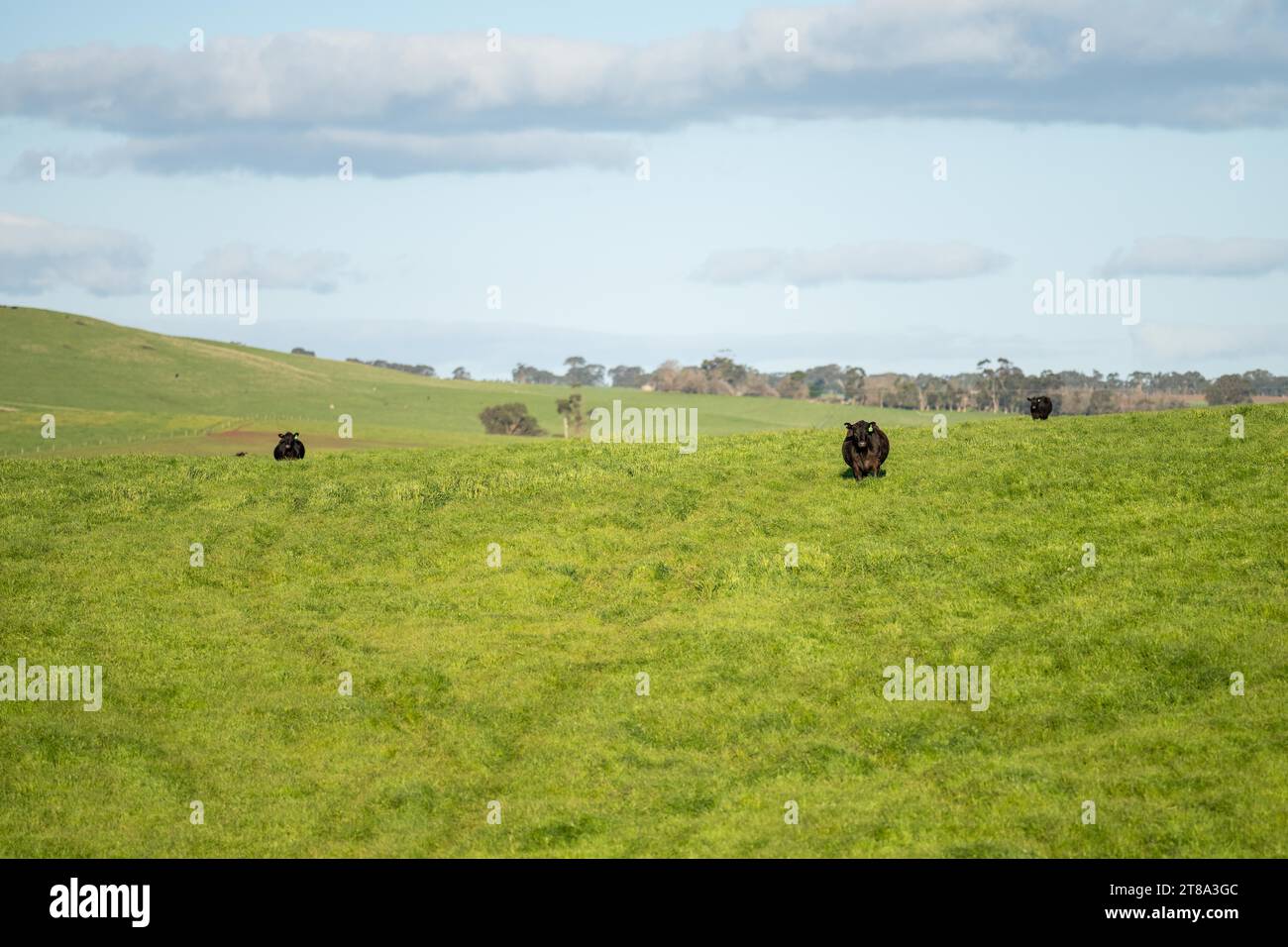 australian farming landscape in springtime with angus and murray grey ...