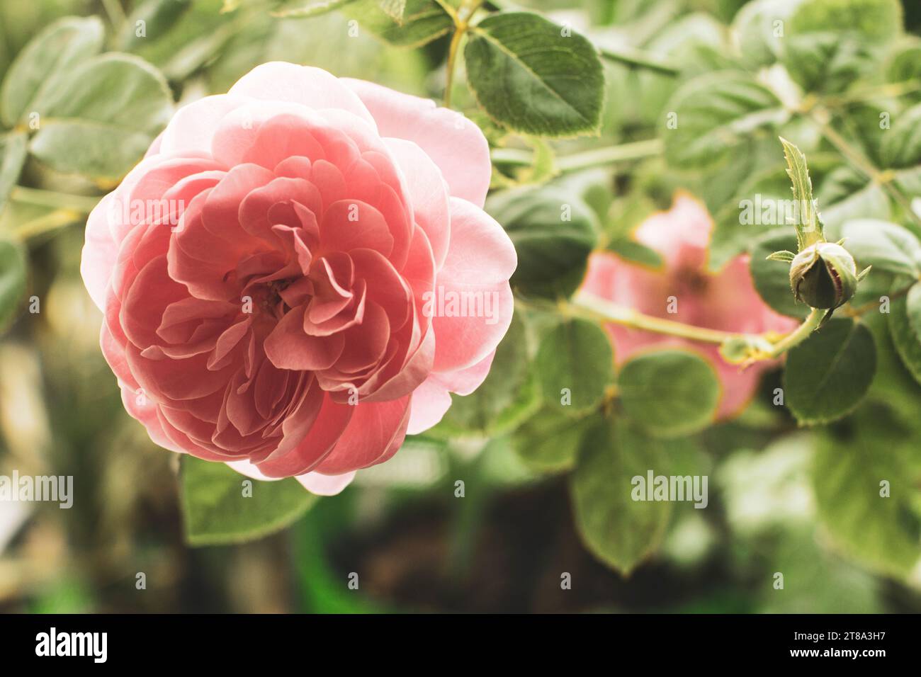 The rose blooms in the morning sun in the beautiful garden Beautiful ...