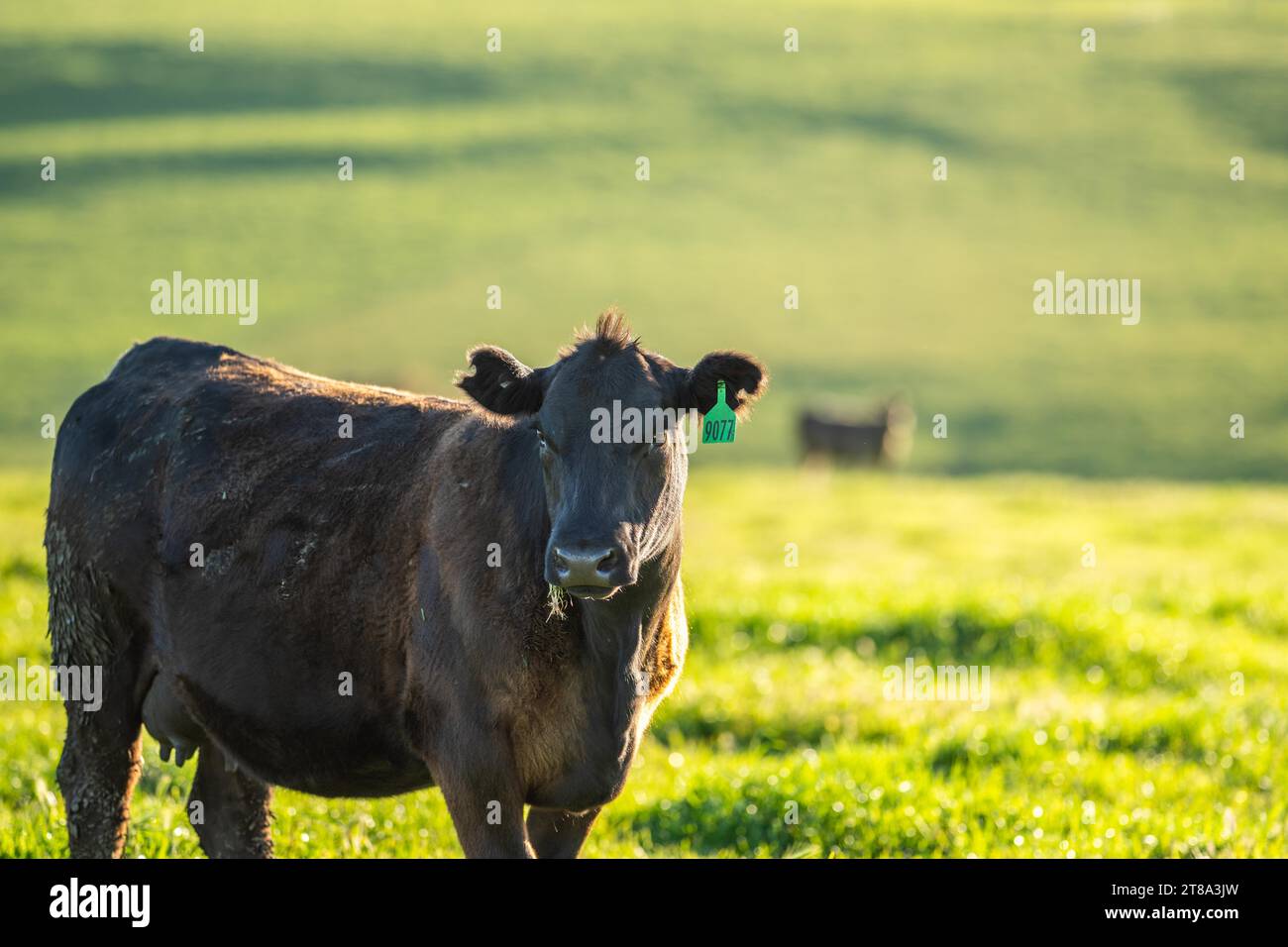australian farming landscape in springtime with angus and murray grey ...