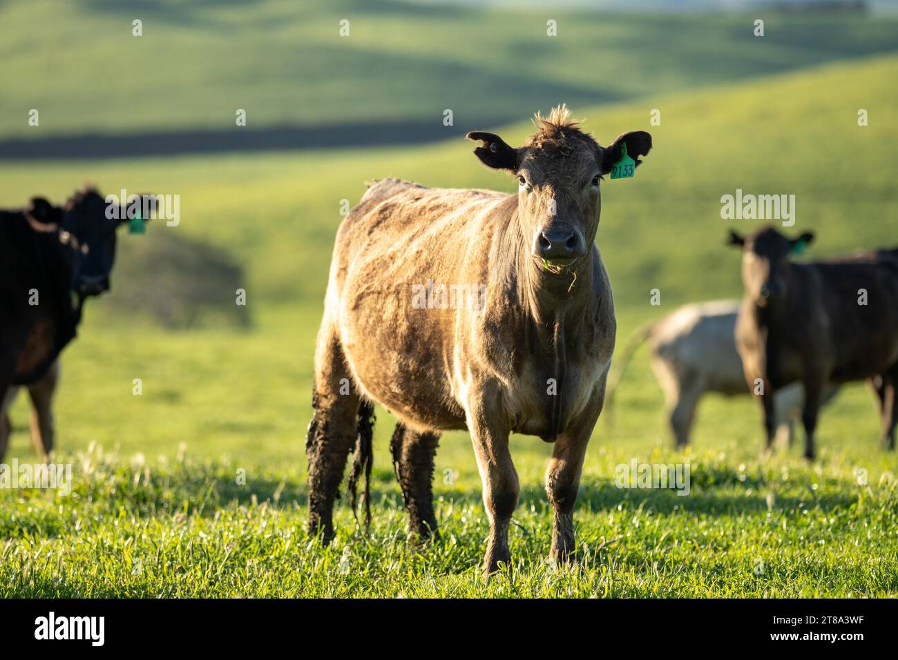 australian farming landscape in springtime with angus and murray grey ...