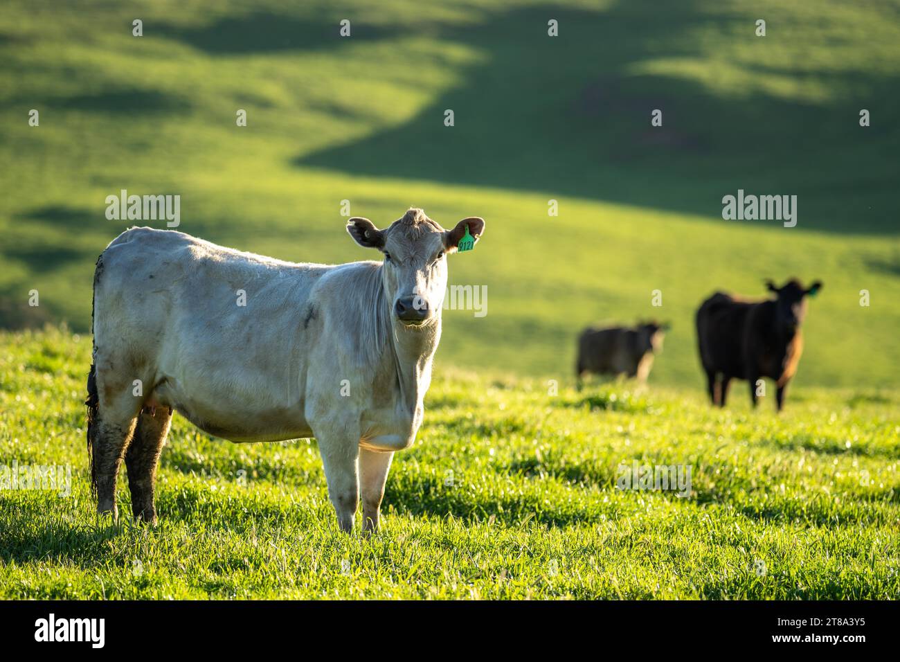 australian farming landscape in springtime with angus and murray grey ...