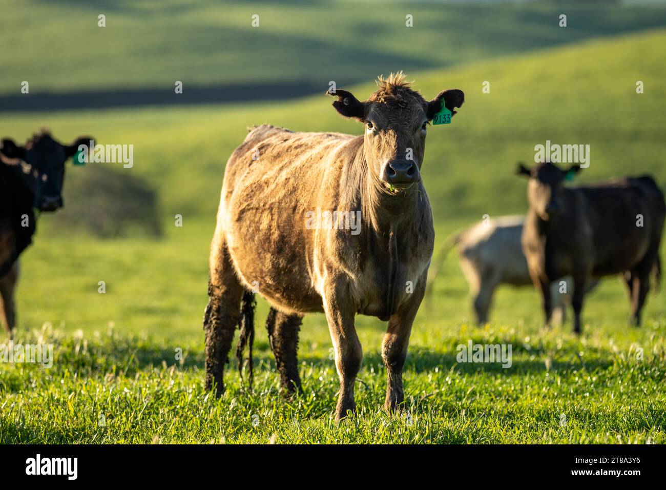 australian farming landscape in springtime with angus and murray grey ...