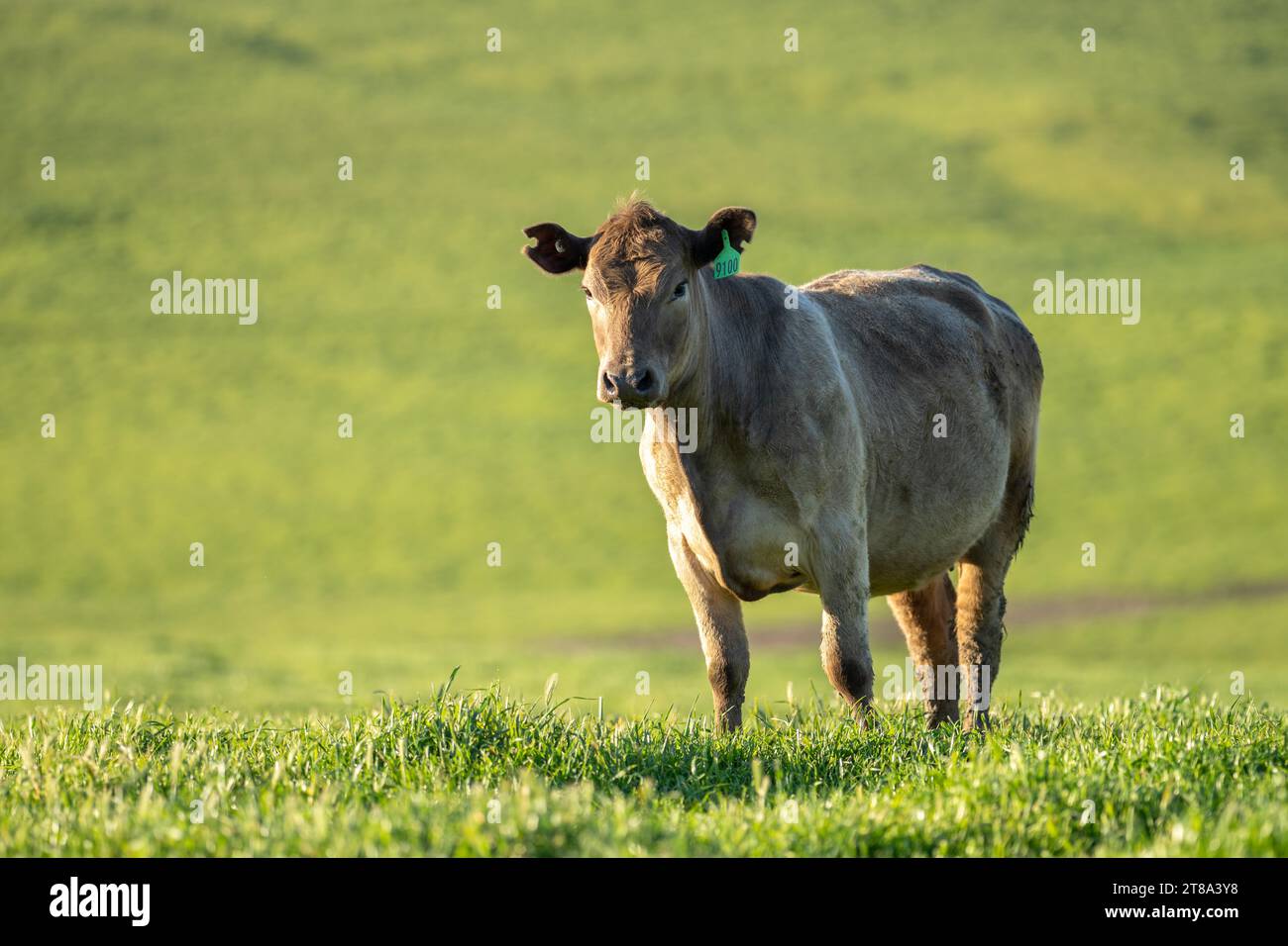 australian farming landscape in springtime with angus and murray grey ...