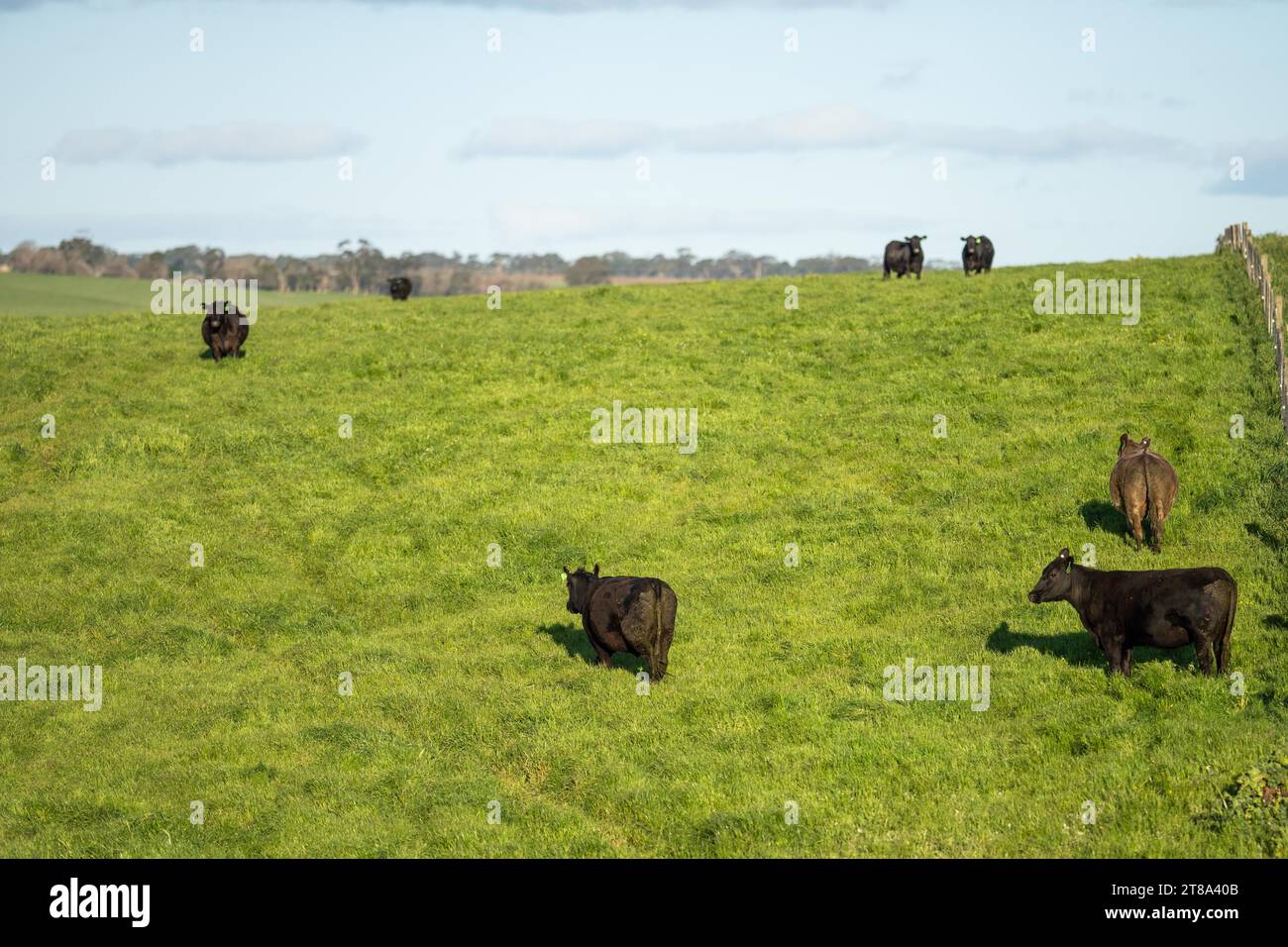 australian farming landscape in springtime with angus and murray grey ...