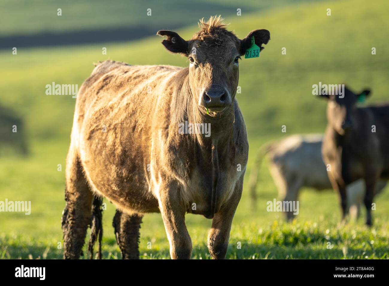 australian farming landscape in springtime with angus and murray grey ...