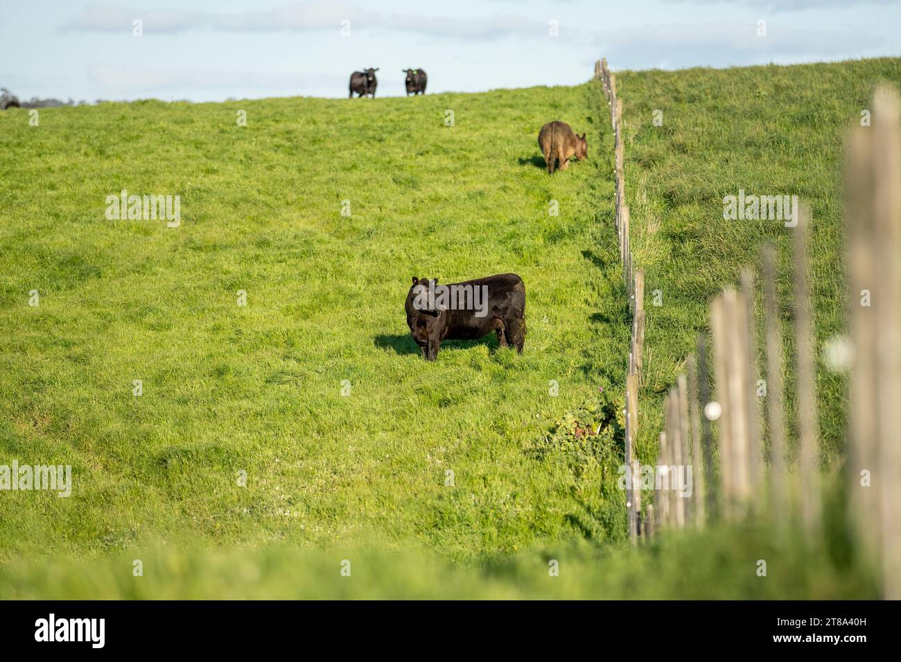 australian farming landscape in springtime with angus and murray grey ...