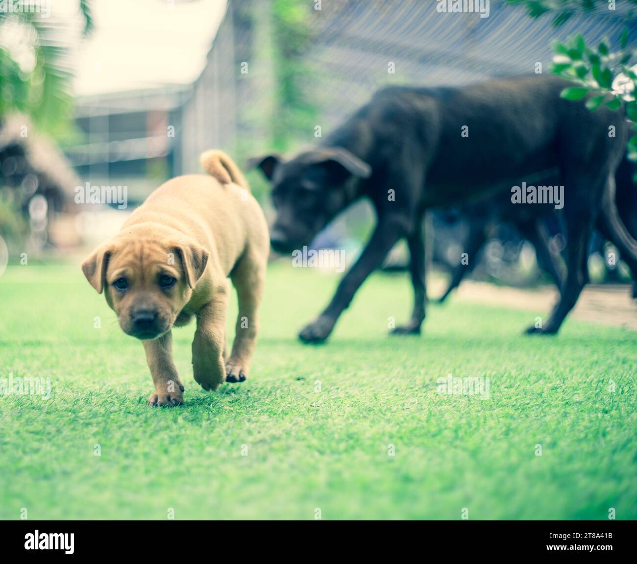 Dogs are animals that love people, they are close to people, loyal and ...