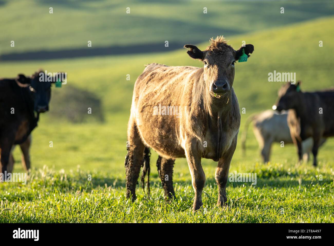 australian farming landscape in springtime with angus and murray grey ...