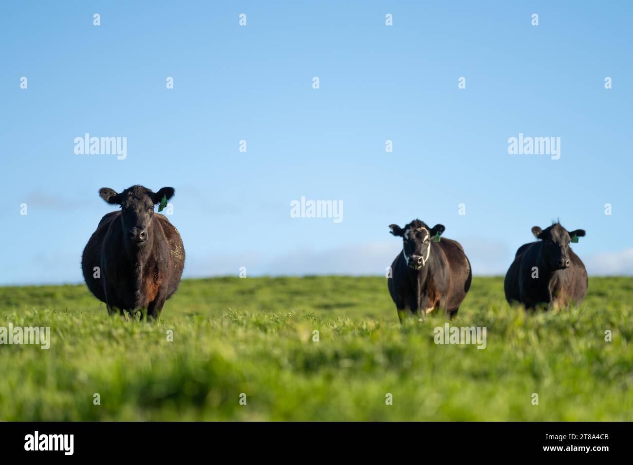 australian farming landscape in springtime with angus and murray grey ...