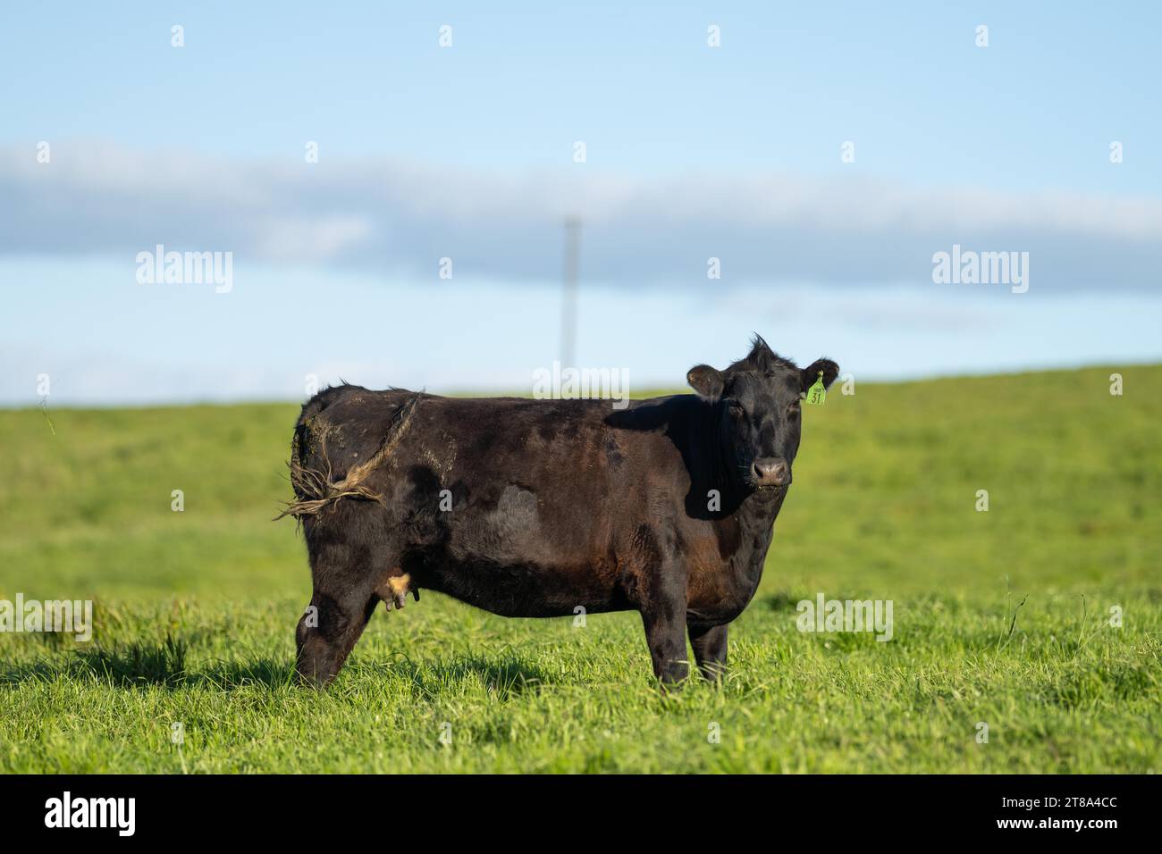 australian farming landscape in springtime with angus and murray grey ...