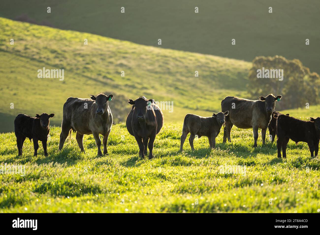 australian farming landscape in springtime with angus and murray grey ...