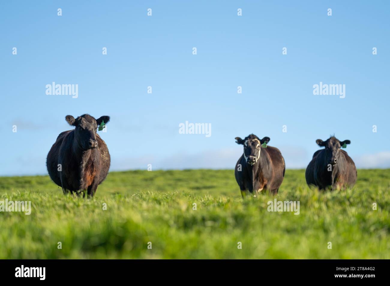 australian farming landscape in springtime with angus and murray grey ...