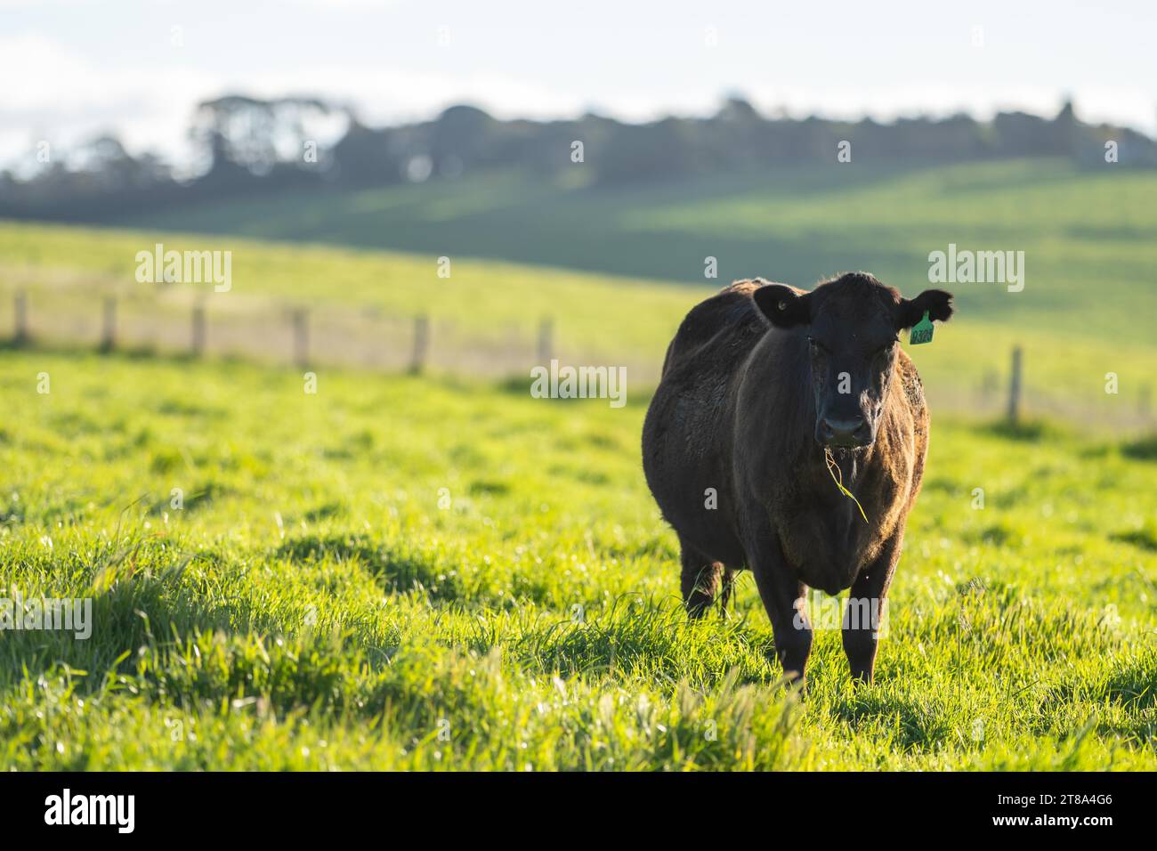 Australian cows grazing in a field on pasture. close up of a white ...