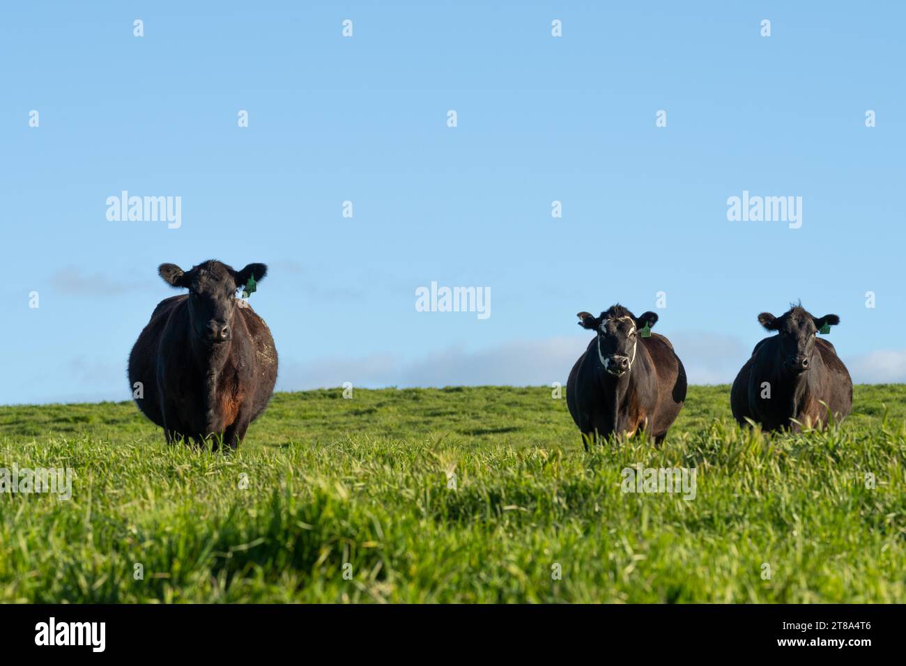 australian farming landscape in springtime with angus and murray grey ...