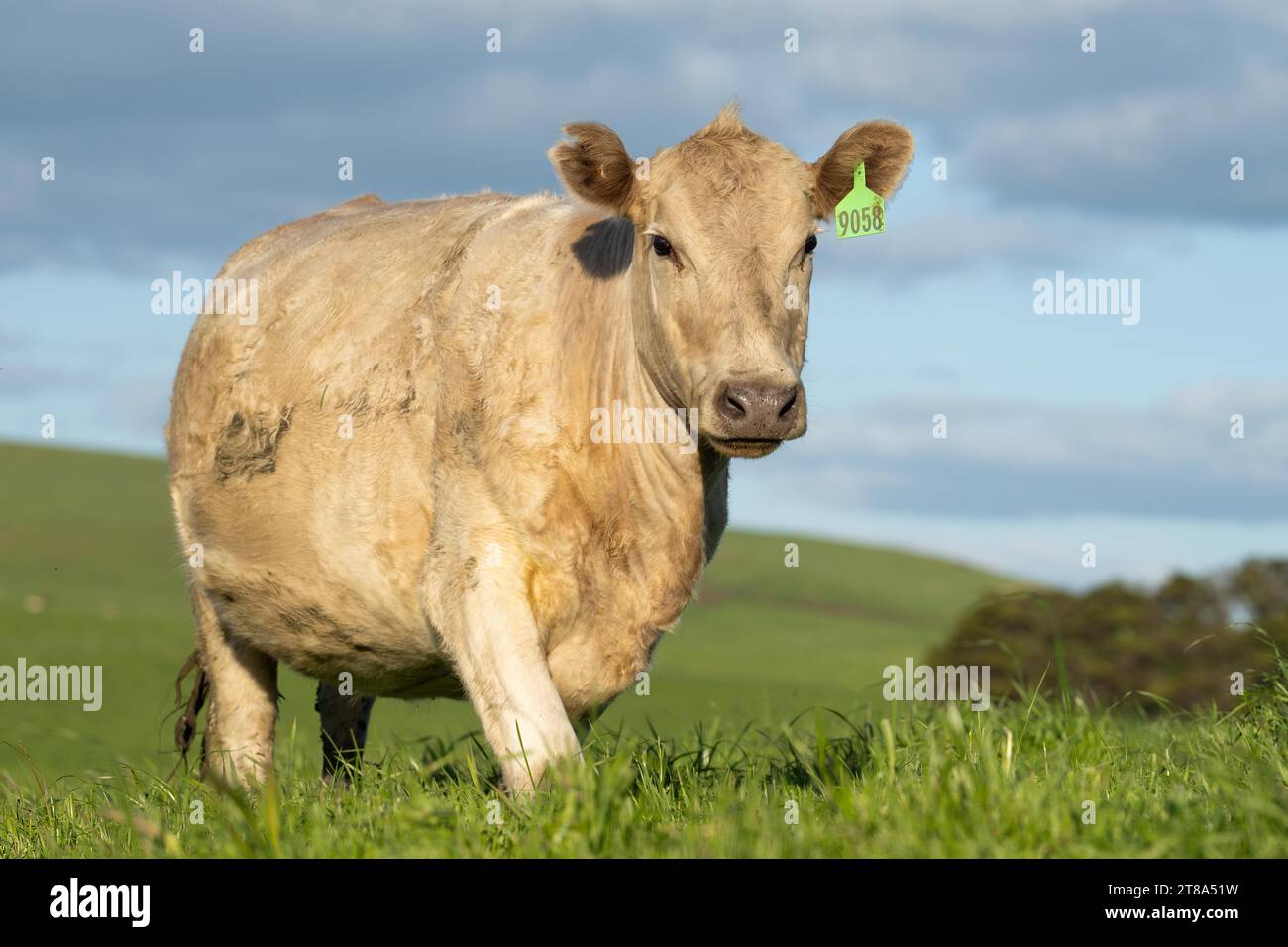 australian farming landscape in springtime with angus and murray grey ...