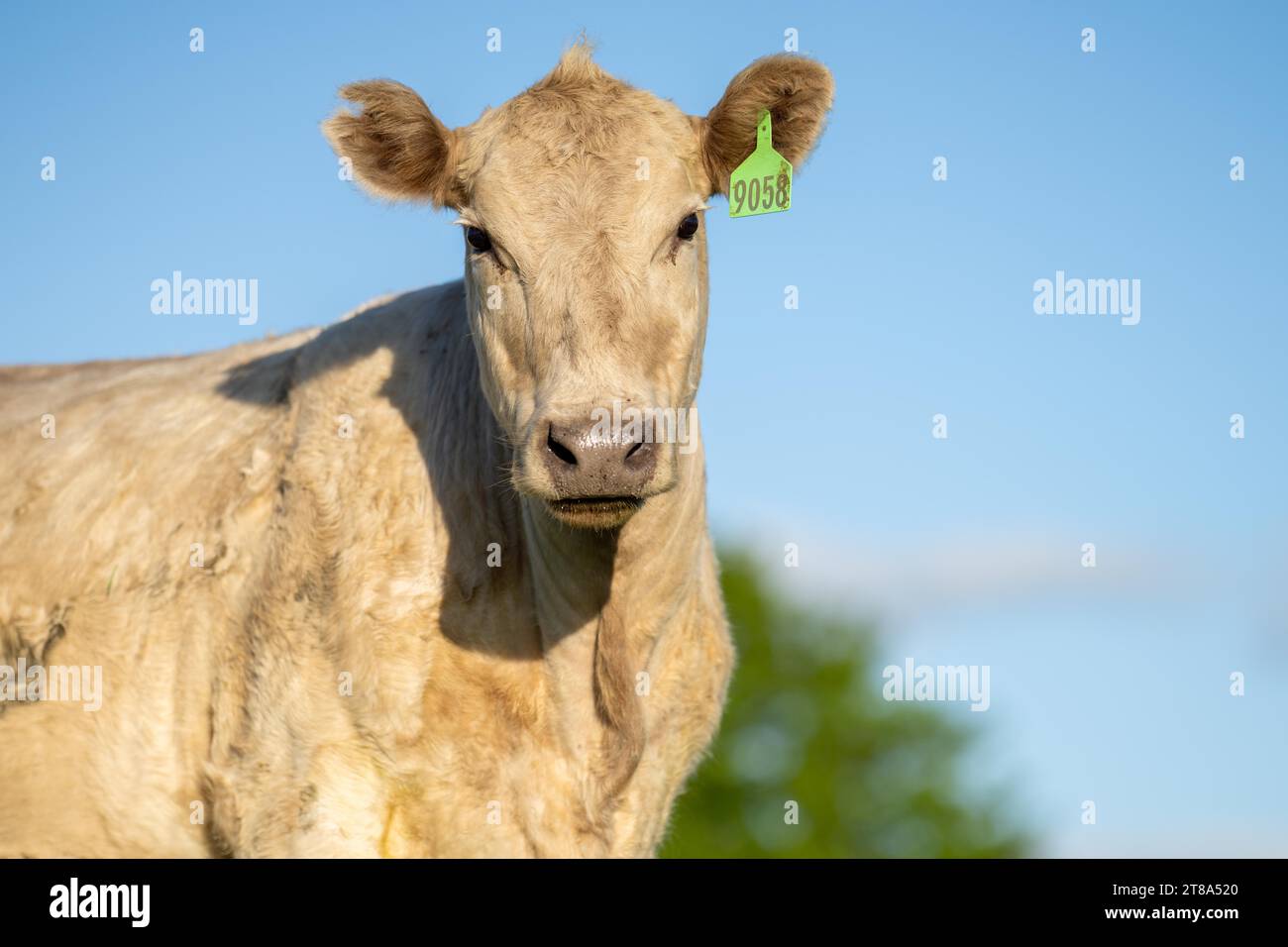 australian farming landscape in springtime with angus and murray grey ...