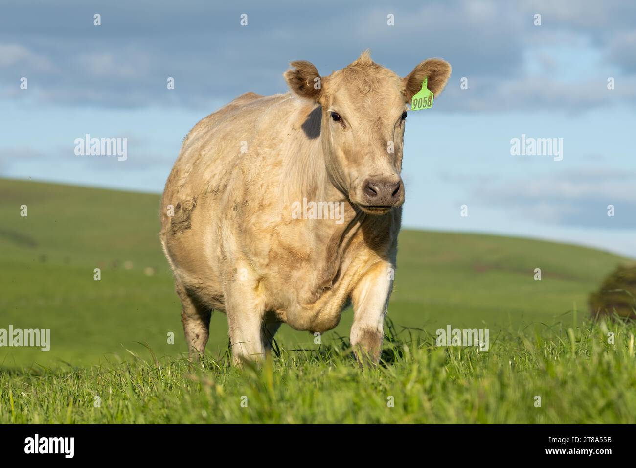 australian farming landscape in springtime with angus and murray grey ...