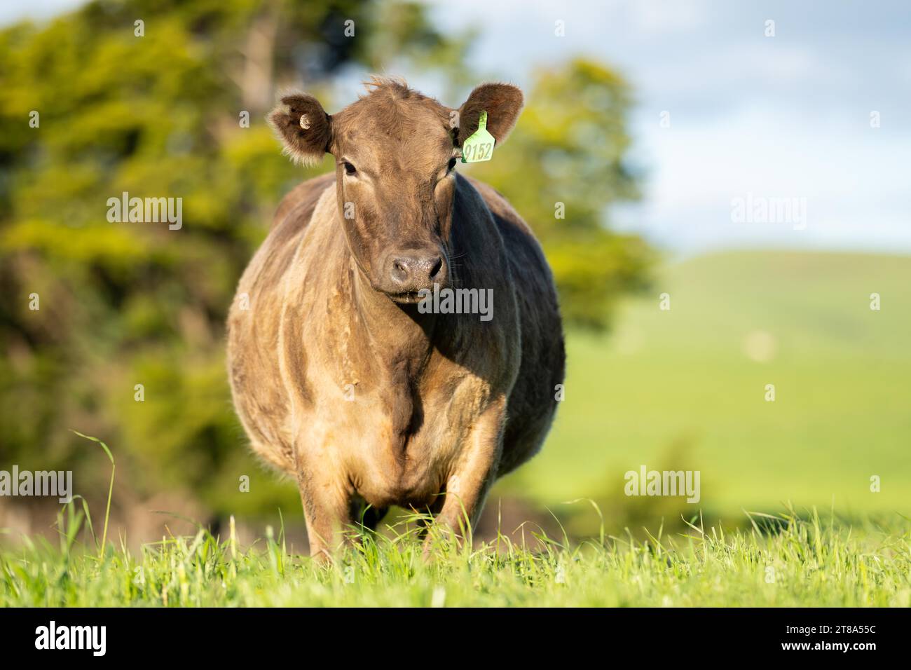 australian farming landscape in springtime with angus and murray grey ...