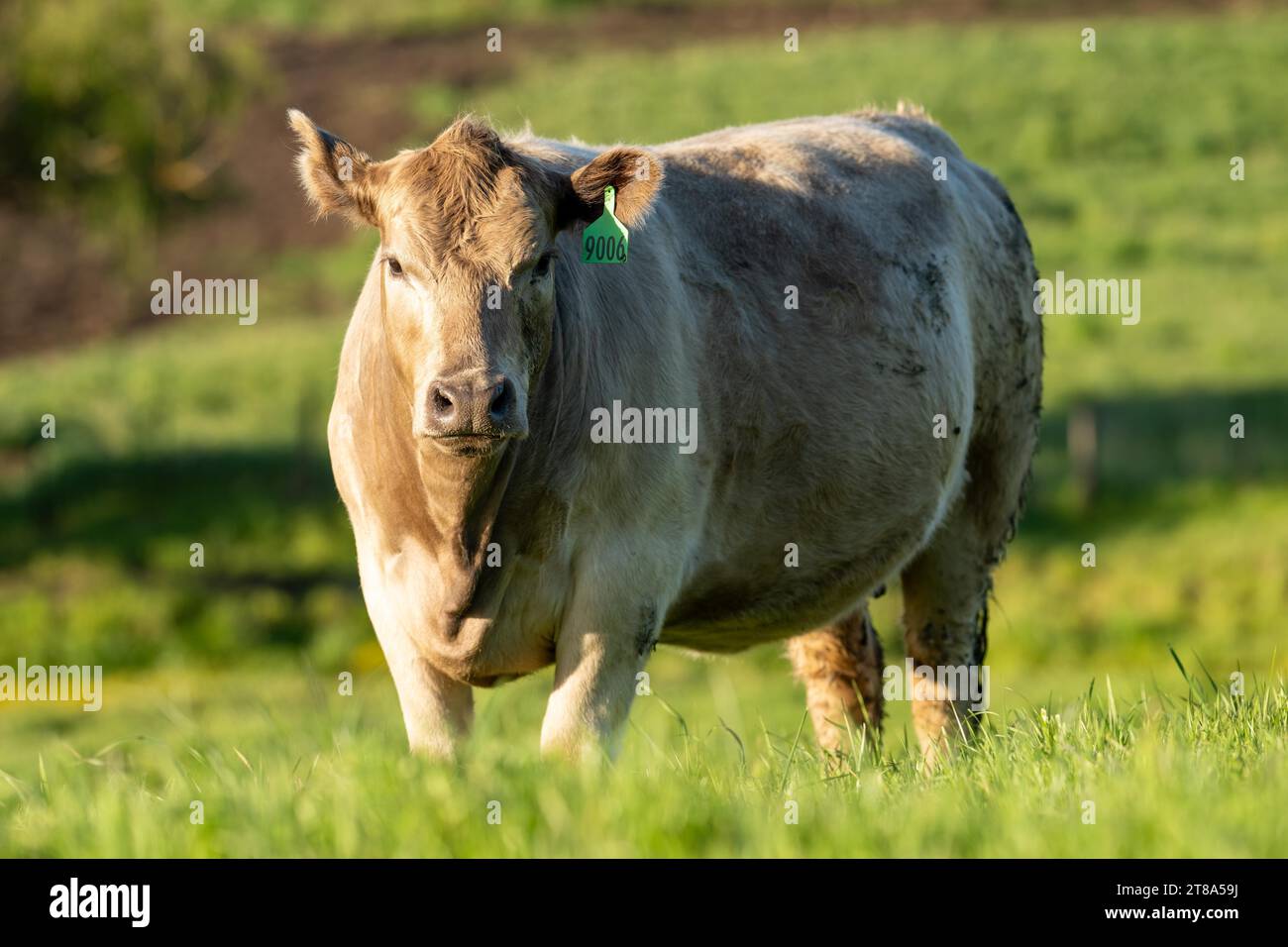 australian farming landscape in springtime with angus and murray grey ...