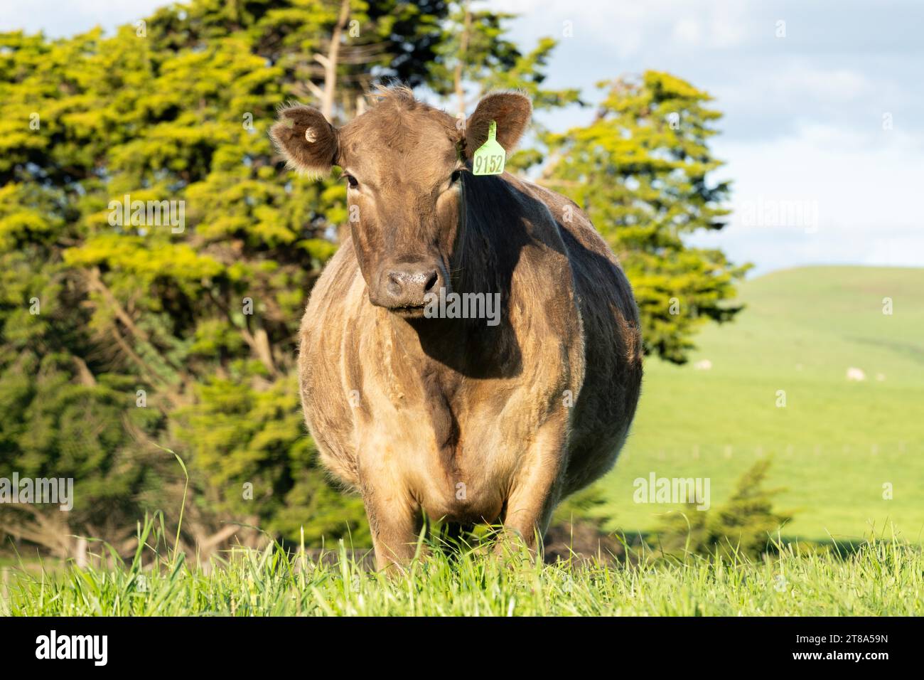 australian farming landscape in springtime with angus and murray grey ...