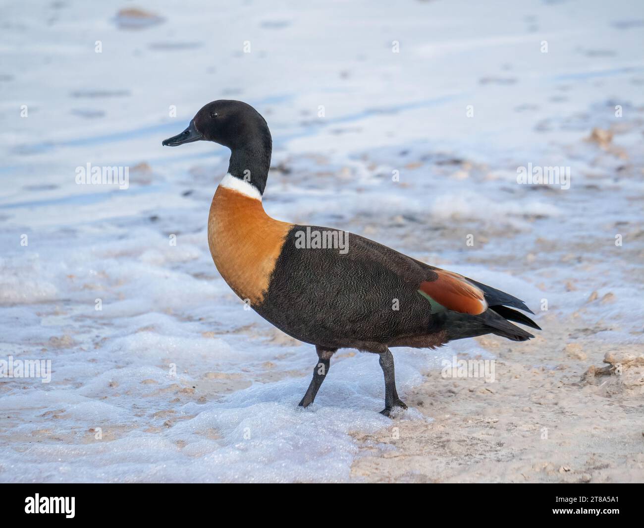 Rottnest island salt lake hi-res stock photography and images - Alamy