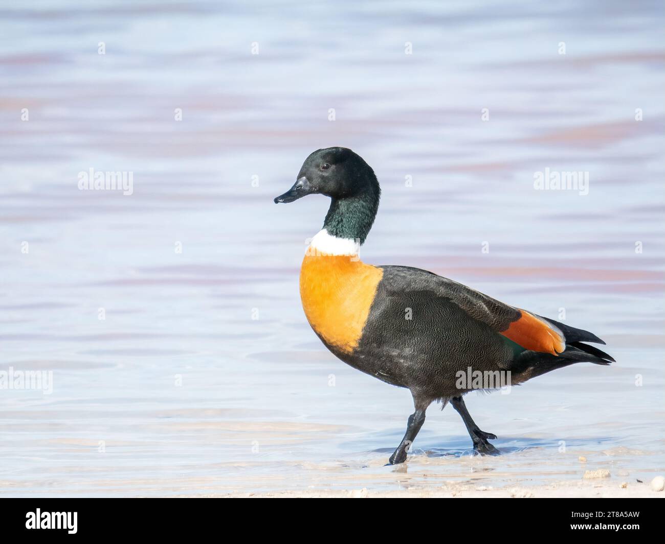 Male Australian Shelduck, Rottnest Island, Western Australia Stock ...