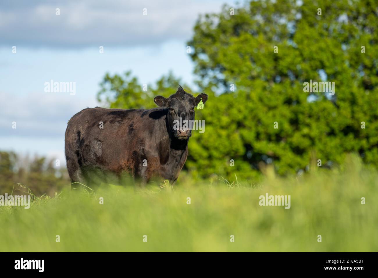angus cow portrait on a farm in australia in spring Stock Photo - Alamy