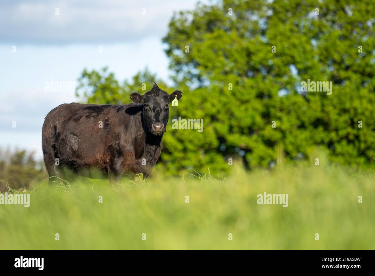 angus cow portrait on a farm in australia in spring Stock Photo - Alamy