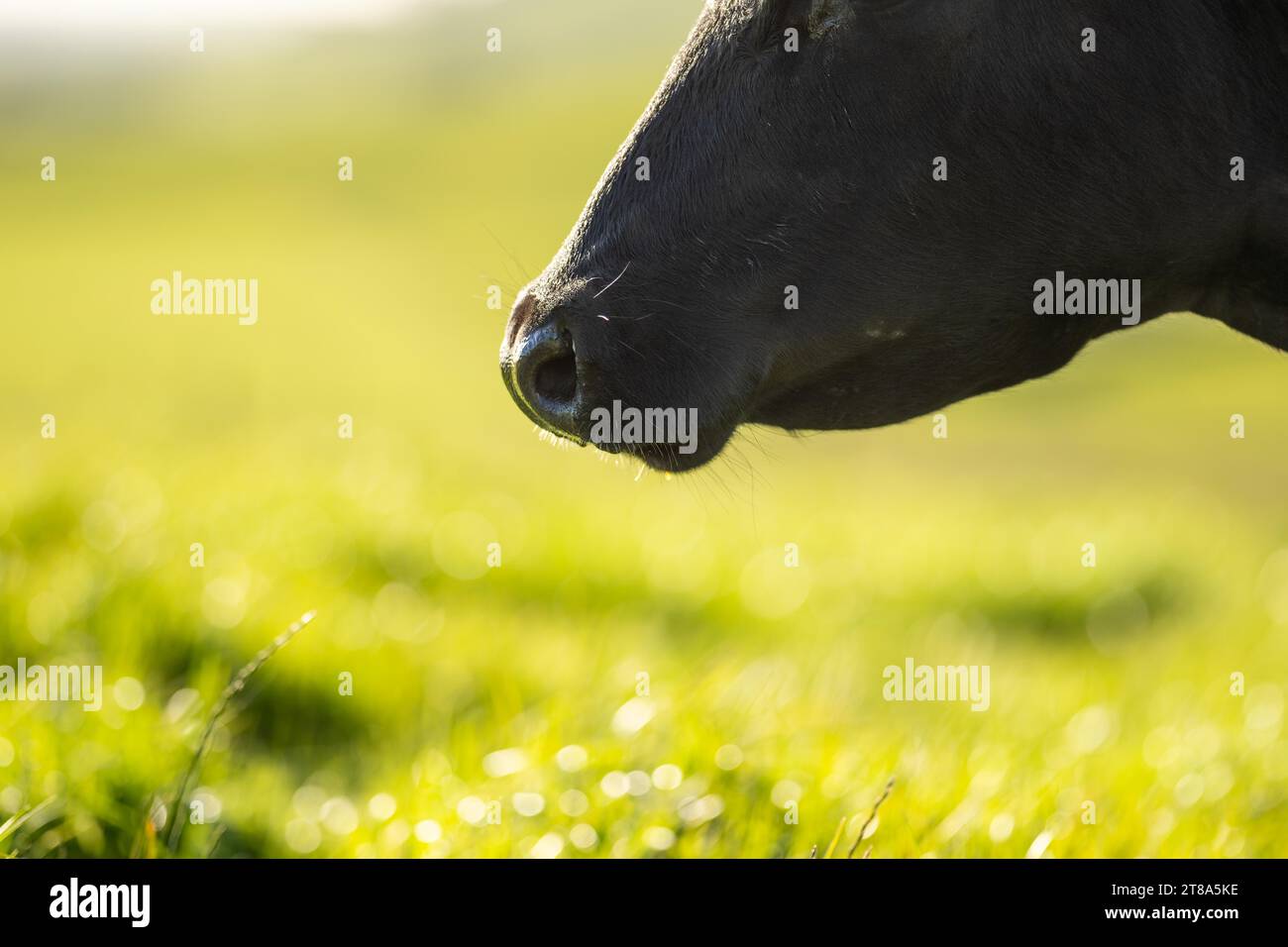 angus cow portrait on a farm in australia in spring Stock Photo - Alamy
