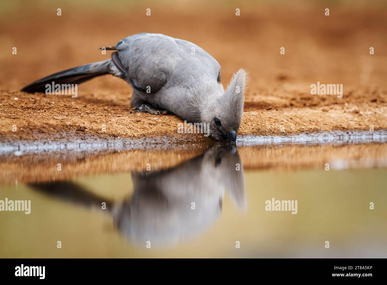 Grey go away bird drinking in waterhole with reflection in Kruger ...