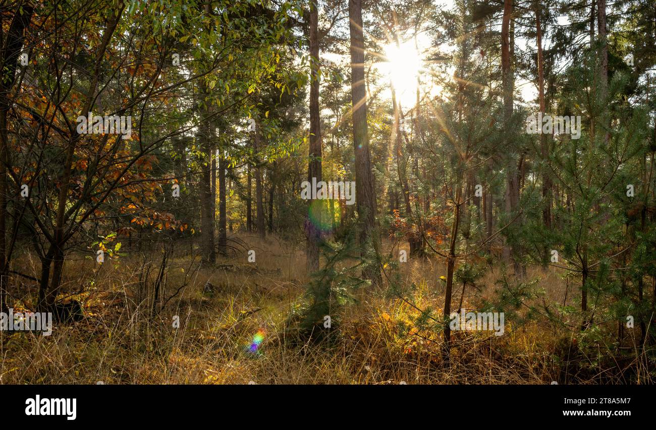 Dappling light hi-res stock photography and images - Alamy