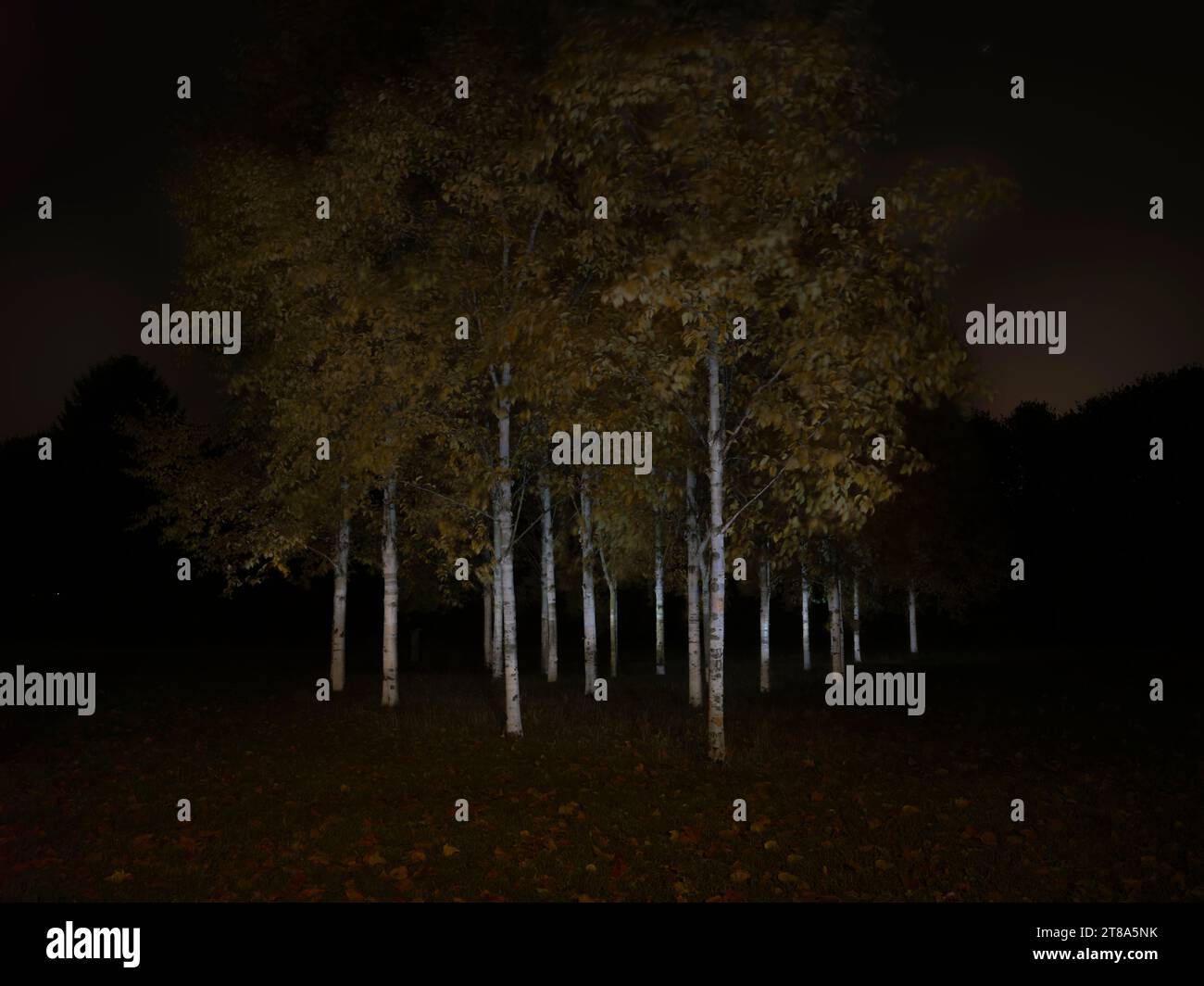 Thicket small trees hi-res stock photography and images - Alamy