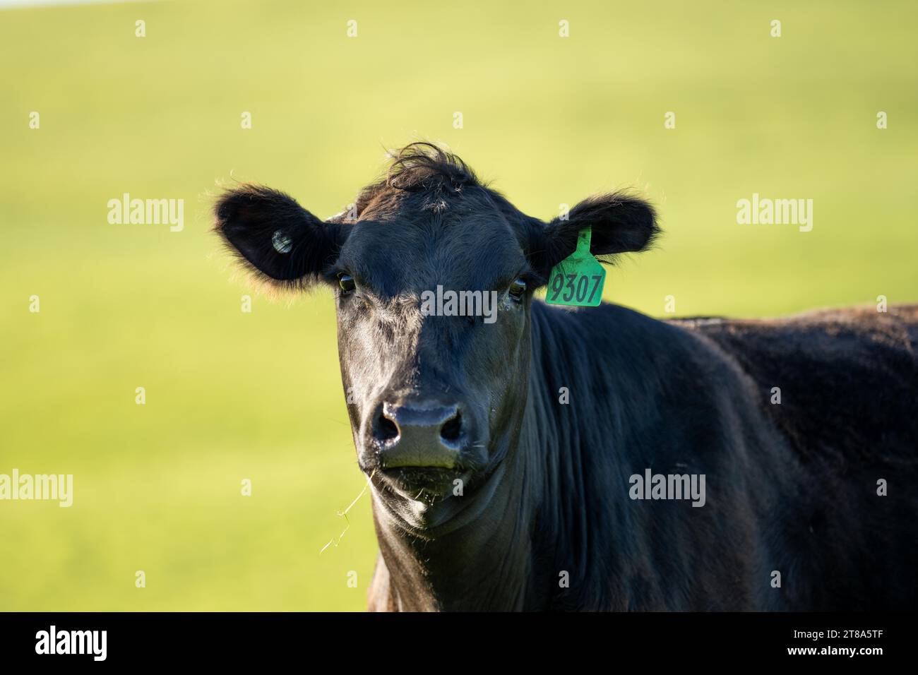 angus cow portrait on a farm in australia in spring Stock Photo - Alamy