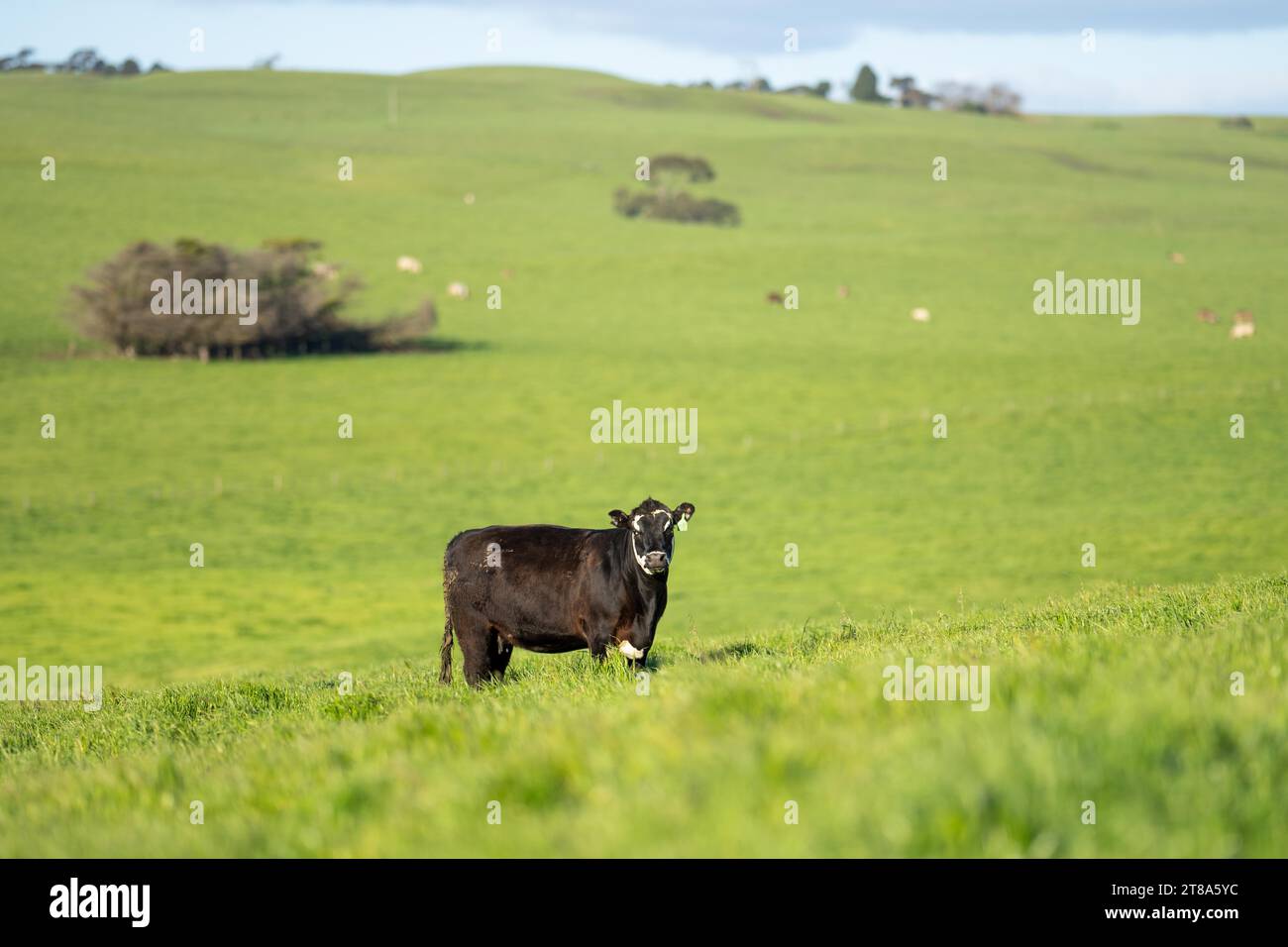 australian farming landscape in springtime with angus and murray grey ...