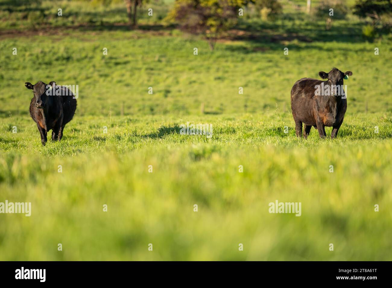 australian farming landscape in springtime with angus and murray grey ...