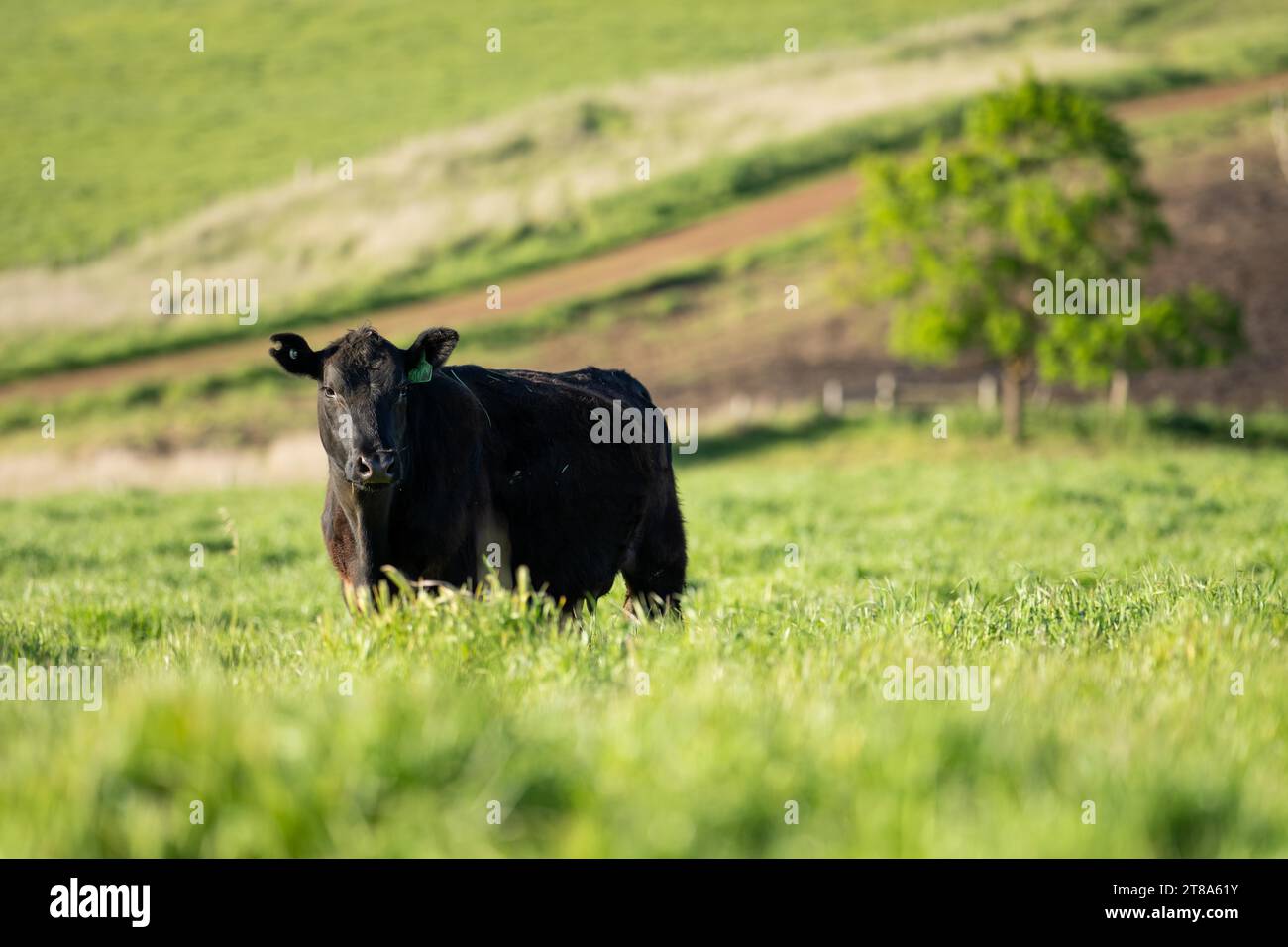 australian farming landscape in springtime with angus and murray grey ...