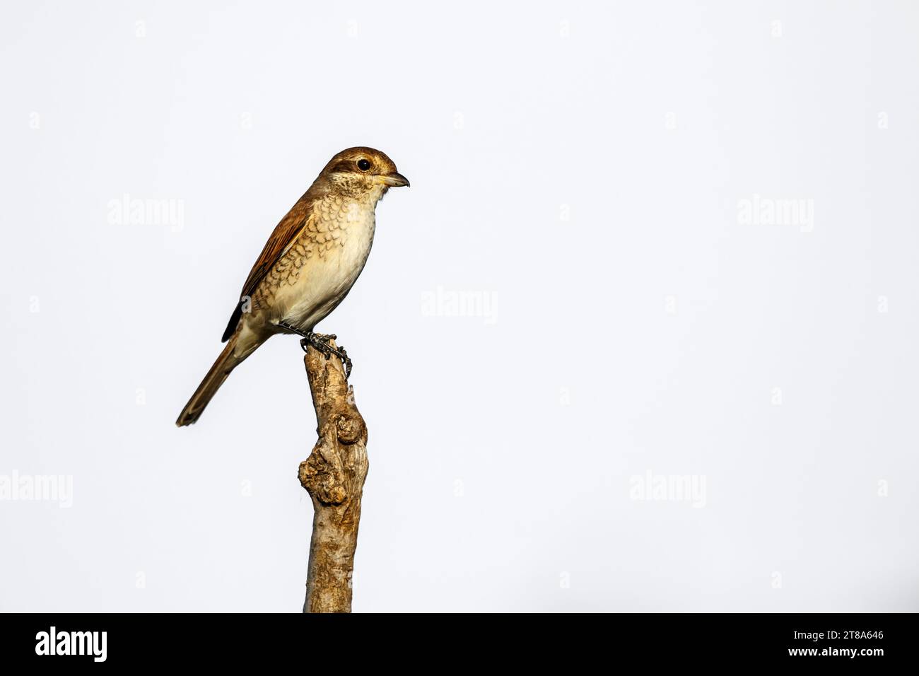 Red-backed Shrike female isolated in white background in Kruger ...
