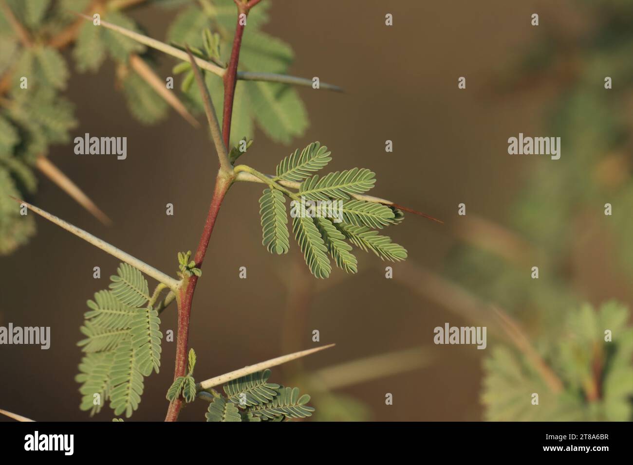 Mimosa tree branch closeup. Leaf closeup Stock Photo - Alamy