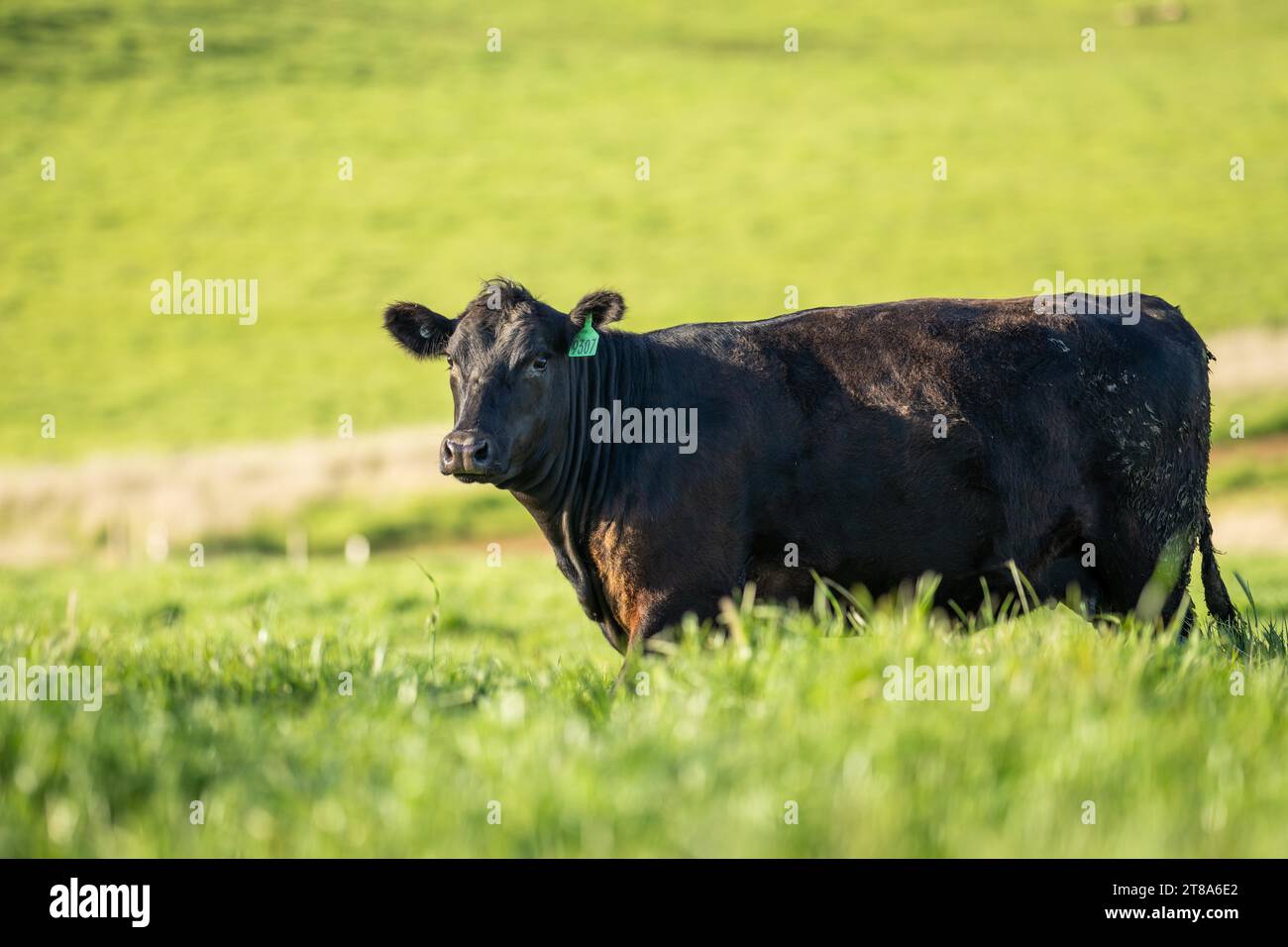 angus cow in a field close up in australia Stock Photo - Alamy