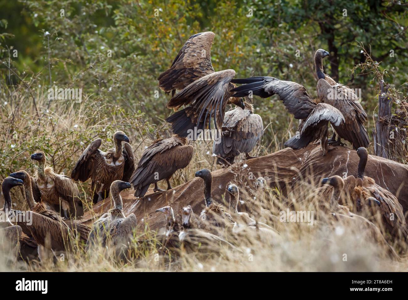 White backed Vulture scavenging on dead elephant carcass in Kruger ...