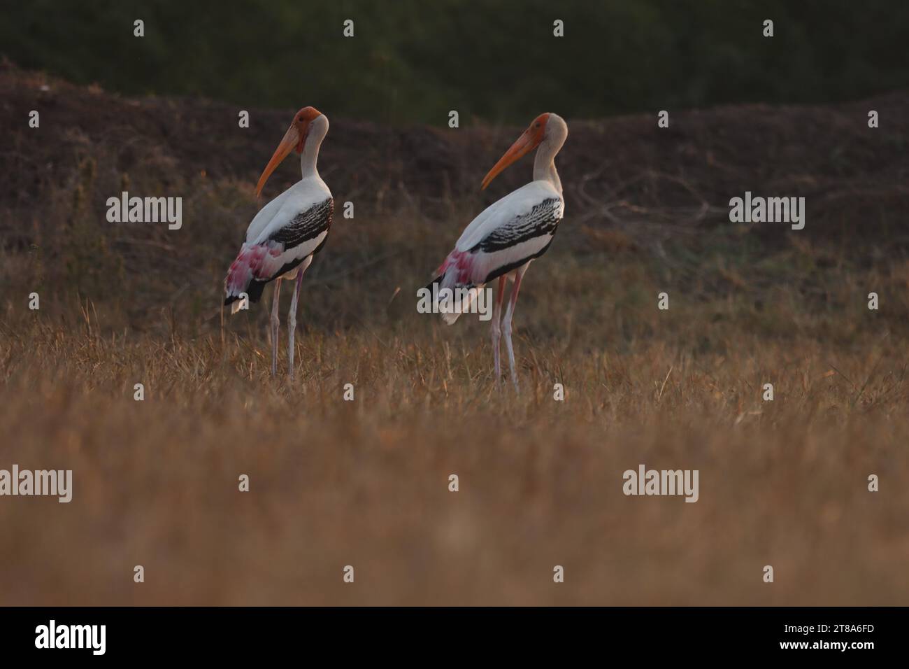 Two white birds standing in landscape scene. Black and white bird with ...