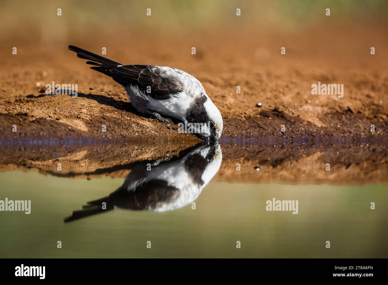 White crowned Shrike drinking in waterhole with reflection in Kruger ...